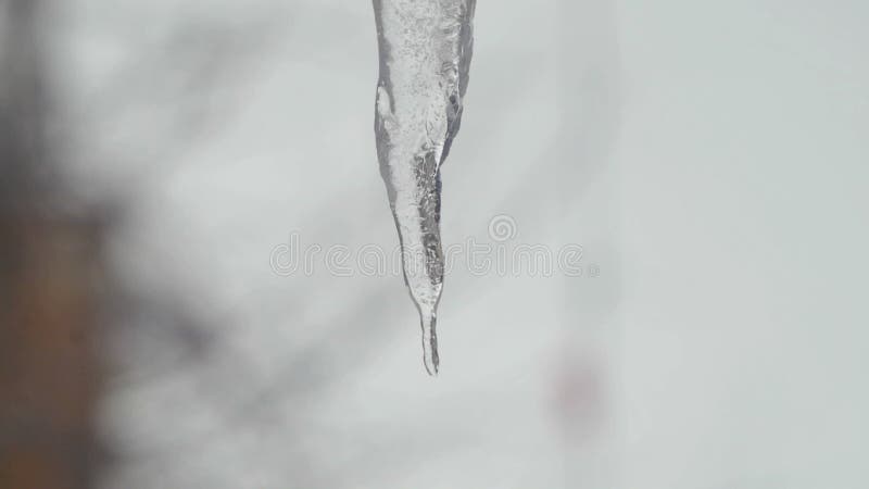 Spring melting icicle stock video. Video of roof, nature - 275675785