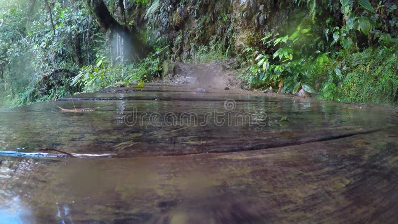Water Drips Onto a Boardwalk in the Jungle Stock Video - Video of ...