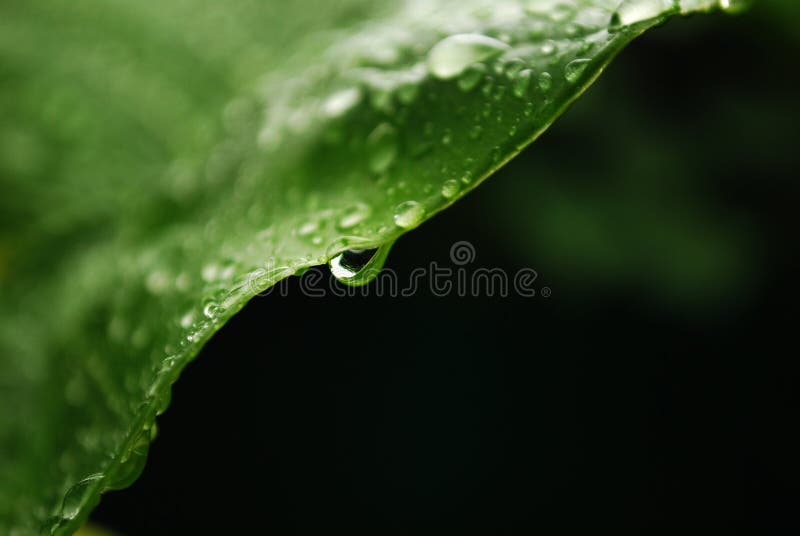 Water drop stock image. Image of environment, green, clean - 11094983
