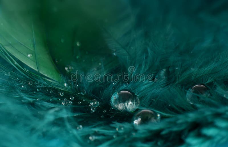 Water Drop Extreme Closed Up on Bird Feather Stock Image - Image of ...