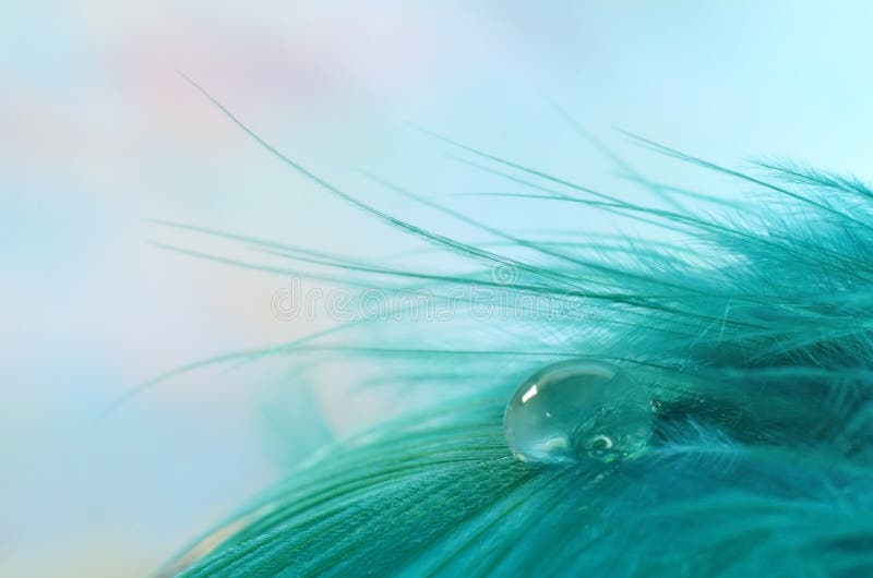 Small Water Drop on Bird Feather Closed Up Stock Image - Image of focus ...