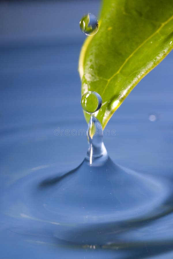 1,312 Water Dripping Leaves Stock Photos - Free & Royalty-Free Stock ...