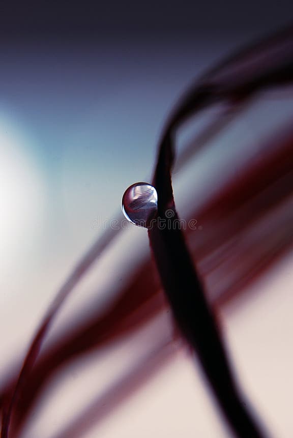 Water drop stock photo. Image of drip, fall, life, foliage - 19299082