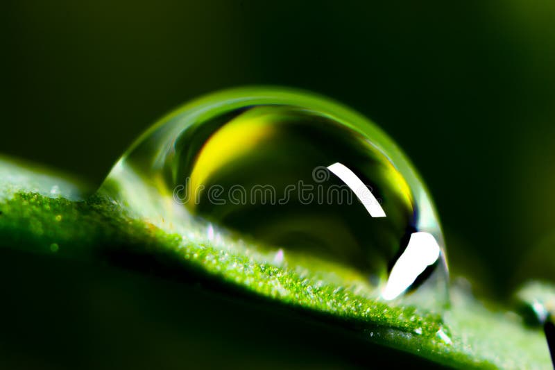 Water Drop stock photo. Image of clean, drip, hydro, flora - 2556982
