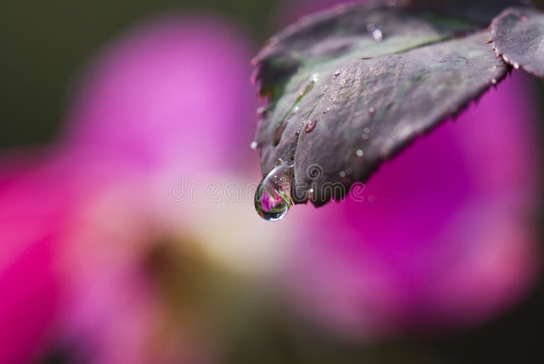 3,949 Water Drop Reflection Flowers Stock Photos - Free & Royalty-Free ...