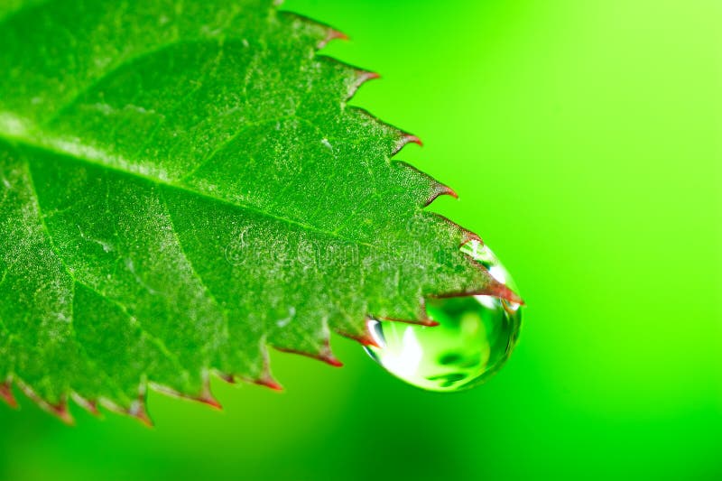 Water Drop stock photo. Image of clean, drip, hydro, flora - 2556982