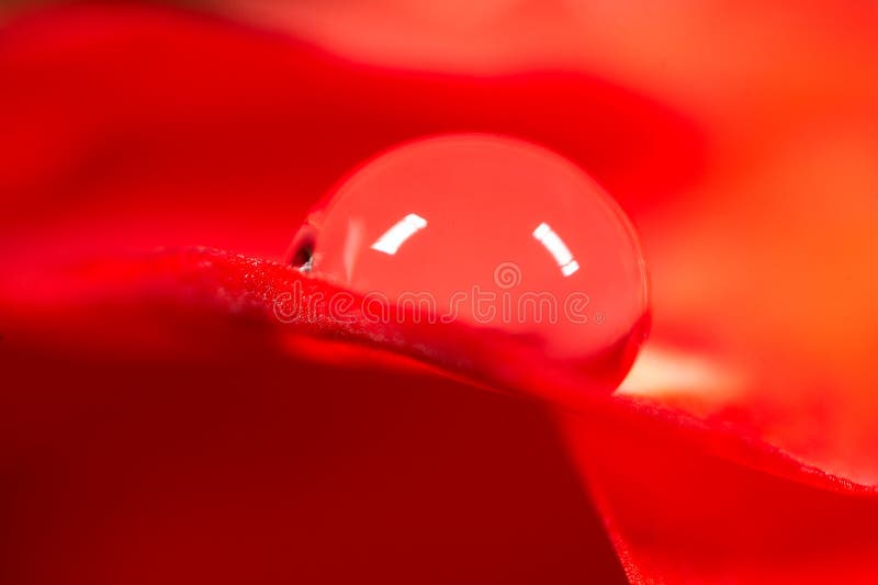 Water Drop stock photo. Image of clean, drip, hydro, flora - 2556982