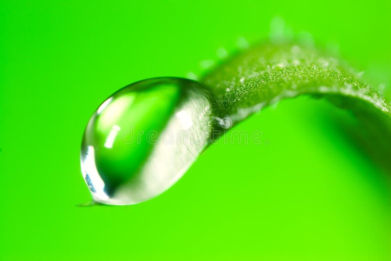 Water Drop stock photo. Image of clean, drip, hydro, flora - 2556982