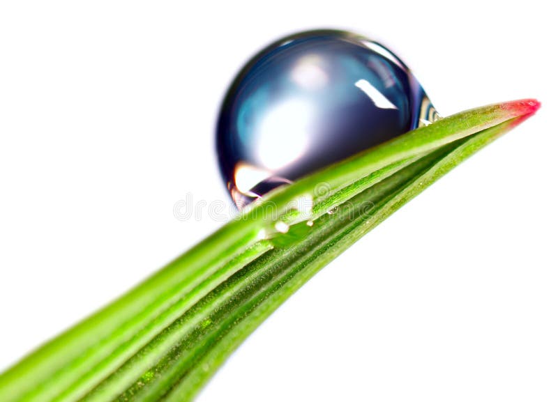 Water Drop stock photo. Image of clean, drip, hydro, flora - 2556982