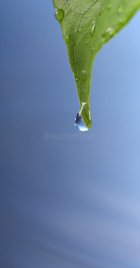 Water drop stock photo. Image of blue, rain, drop, green - 4976932