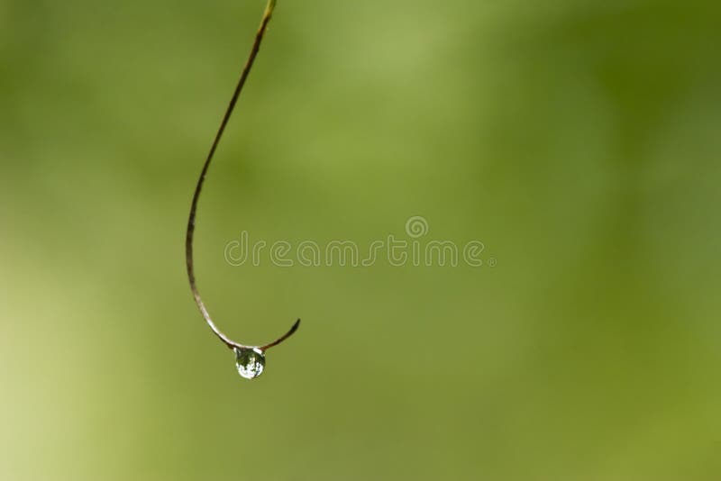 Beautiful Reflex of Flower in Water Drop Stock Photo - Image of pink ...