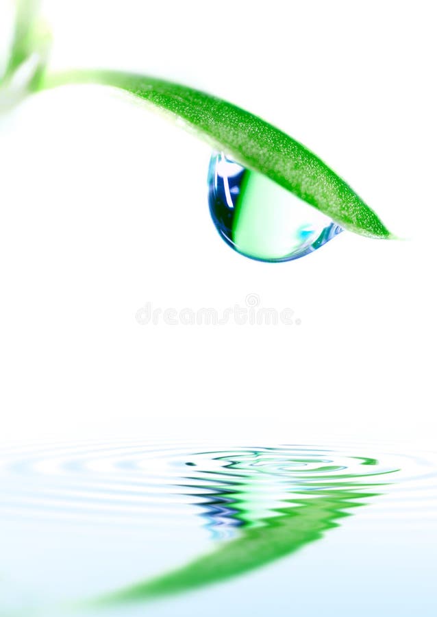 Water Drop stock photo. Image of clean, drip, hydro, flora - 2556982