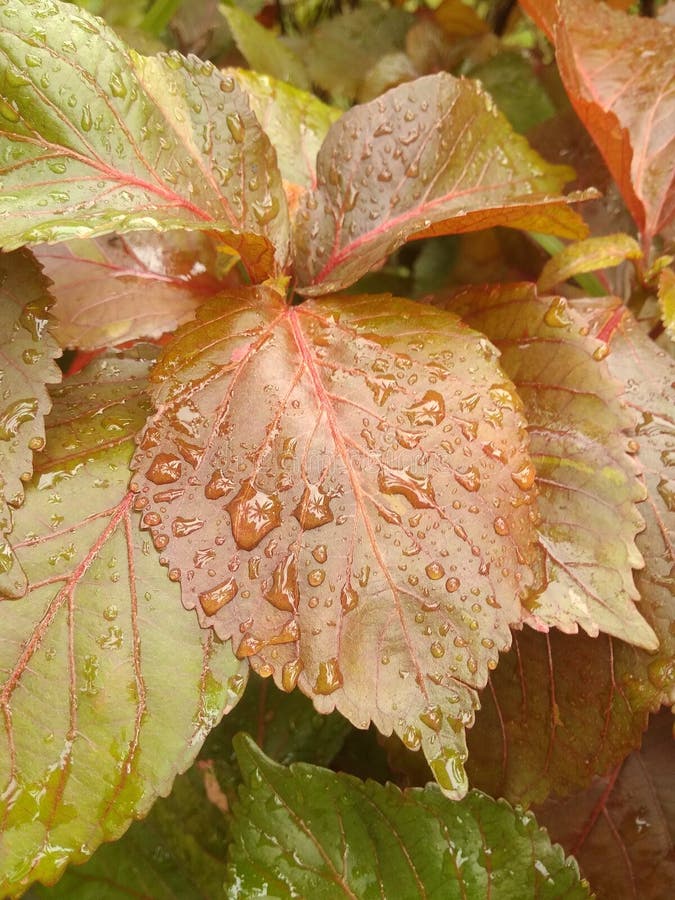 Water Drop with Acalypha Leaf Stock Photo - Image of blossom, leaf ...