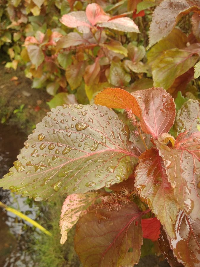 Water Drop with Acalypha Leaf Stock Photo - Image of tree, outdoors ...
