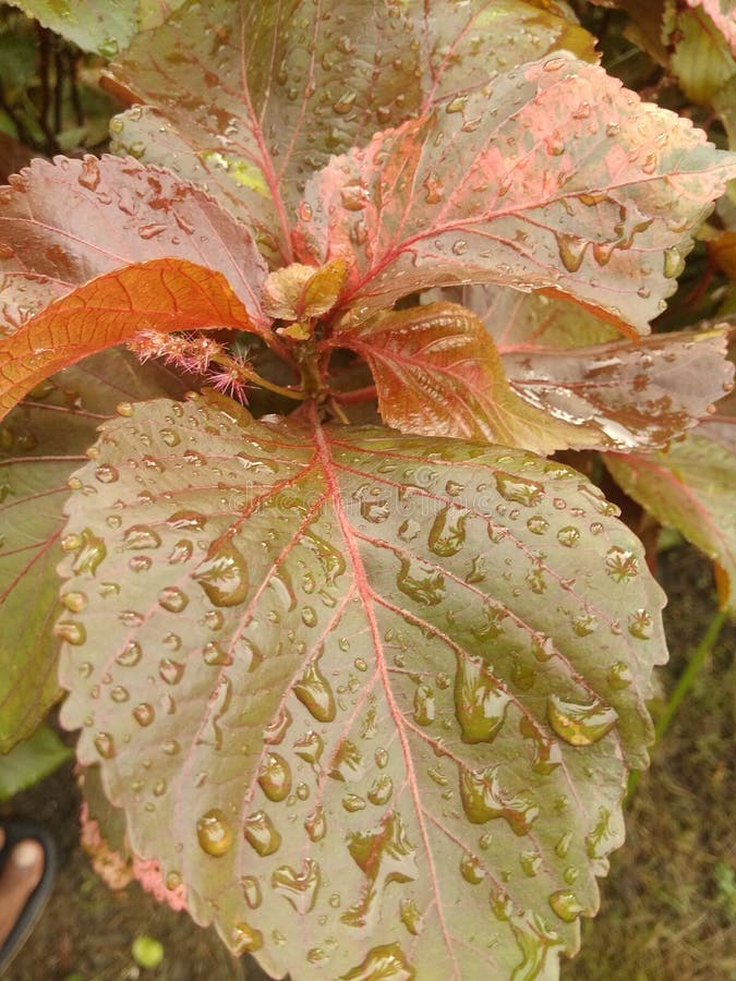 Water Drop with Acalypha Leaf Stock Photo - Image of branch, leafy ...