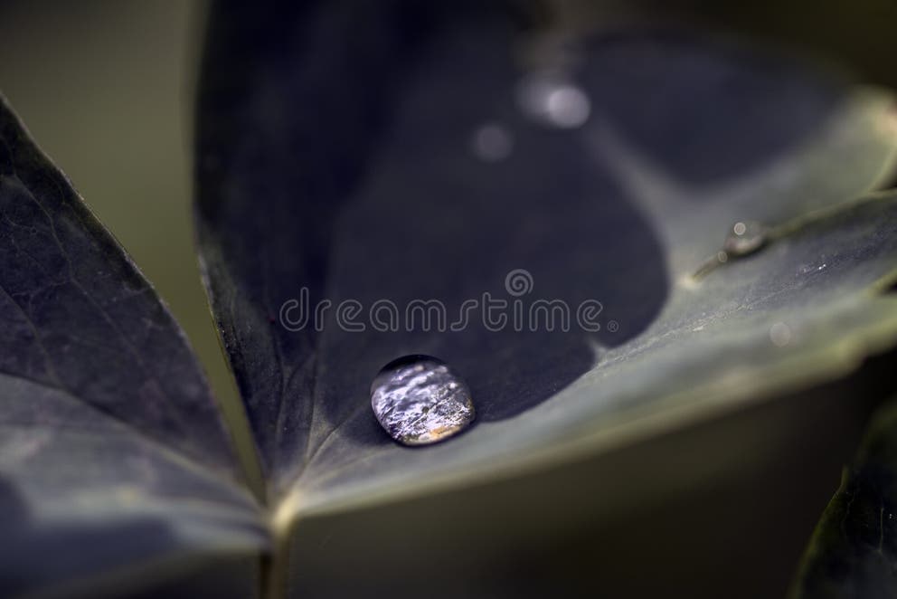 Water drop on aleaf stock image. Image of delicacy, leaves - 71984143