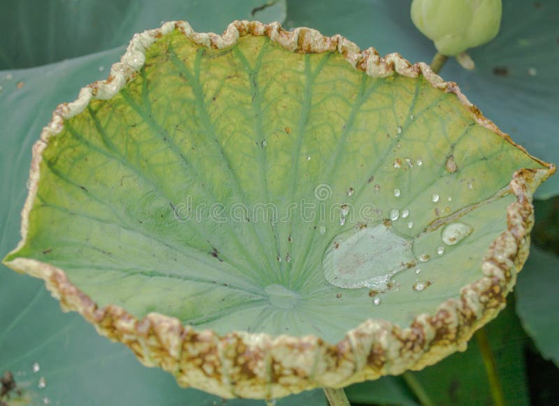 Water Drop on Big Lotus Leaf Stock Image - Image of lotus, curve: 42646877