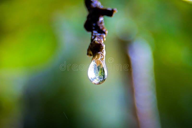 A Water Drop almost Drop from a Broken Branch Stock Image - Image of ...