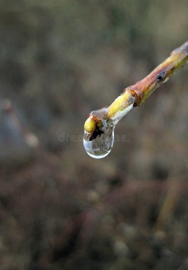 Water drop on bud stock image. Image of spring, water - 67160265