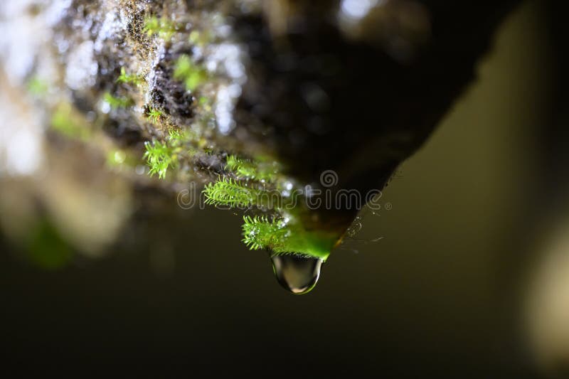 Water Drop in a Cave with Green Moss Stock Image - Image of tree, green ...