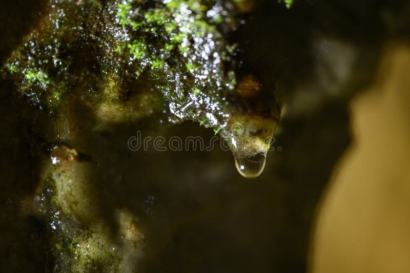 Water Drop in a Cave with Green Moss Stock Photo - Image of plant ...