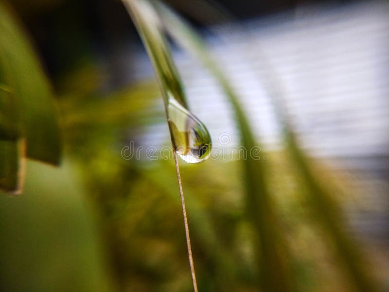 Water drop stock image. Image of drop, mirza, india - 105630863
