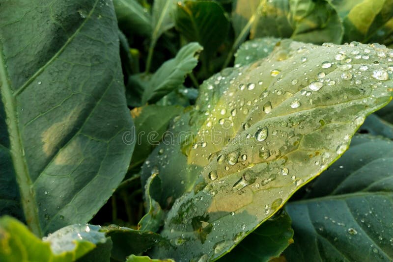 Water Drop on Chinese Kale Leaves Close Up Stock Photo - Image of ...