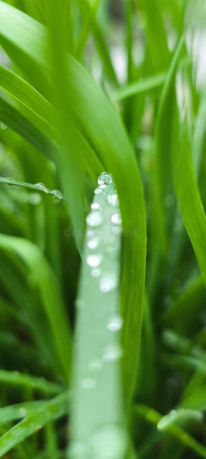 Water Drop at Chive Leaf. Rain Drop Stock Image - Image of rain, leaf ...