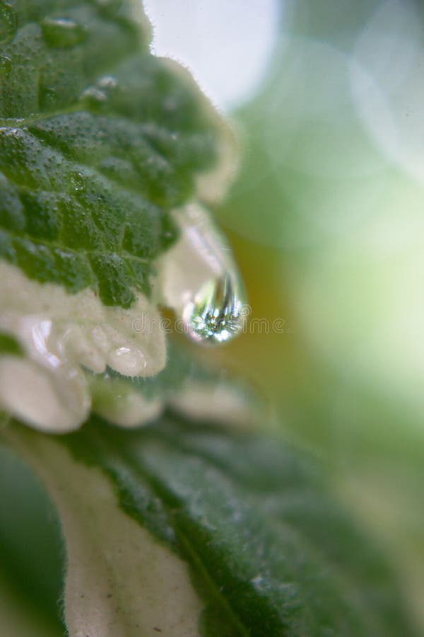 Water Drop stock photo. Image of spring, white, leaf - 124394662