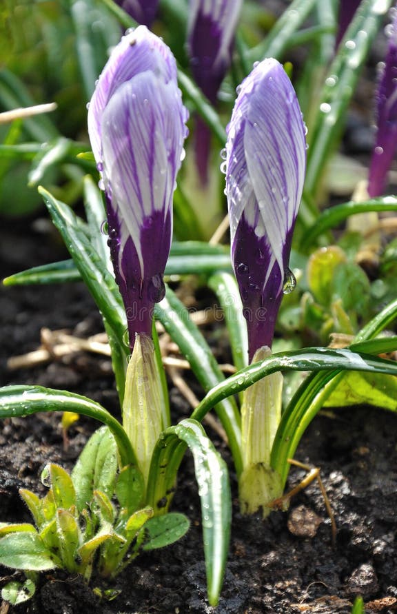 Water Drop on the Crocus Flowers Stock Image - Image of ground, garden ...