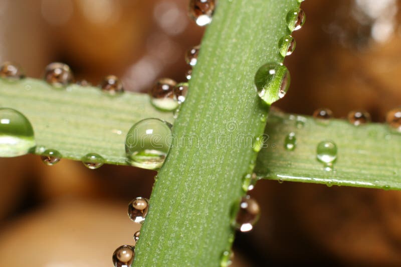 Water drop cross stock photo. Image of grass, water - 117826156