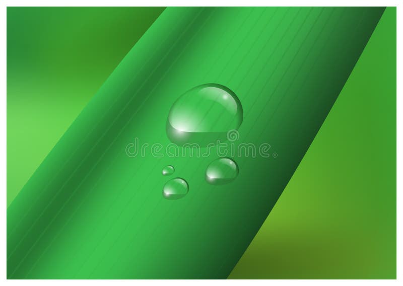 Water Drop, Droplets on Leaf Vector Illustration Stock Vector ...