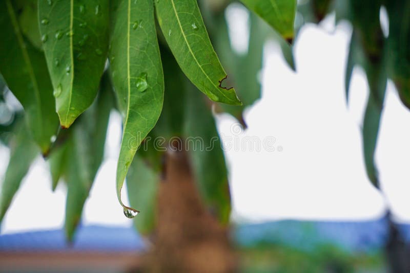 Water Drop at the Edge of the Green Leaf Stock Image - Image of ...