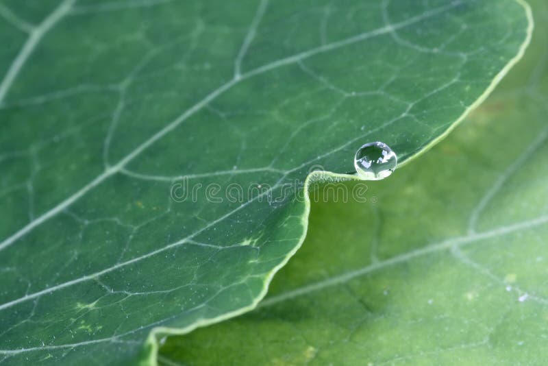 Water Drop at the Edge of a Green Leaf Stock Photo - Image of flora ...