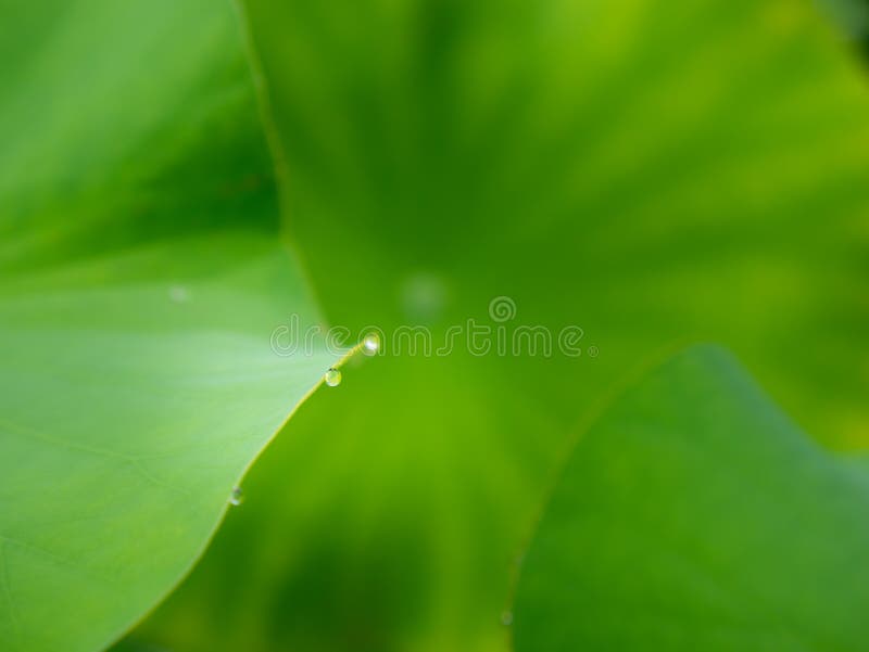 Water Drop on the Edge of Lotus Worship Leaf Stock Image - Image of ...