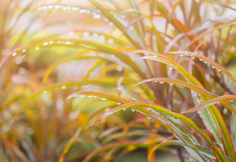 Water Drop on Edge Red Long Leaves Beautiful Background Stock Image ...