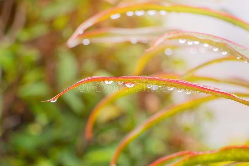 Water Drop on Edge Red Long Leaves Beautiful Background Stock Image ...
