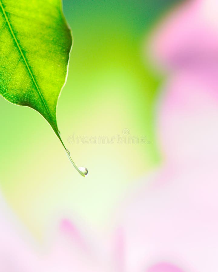 Water Drop Falling from a Green Leaf Stock Image - Image of life, drop ...