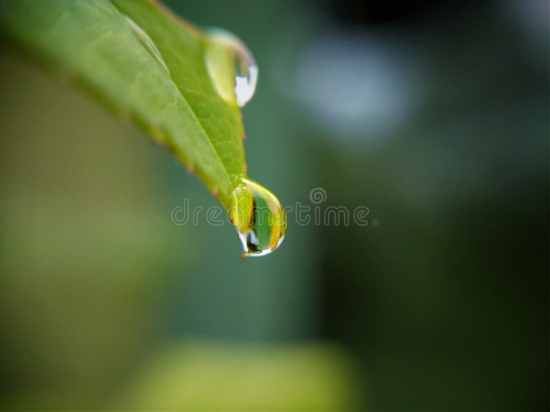 Water Drop Falling from Green Leaf Nature Rain Beautiful Spring Stock ...