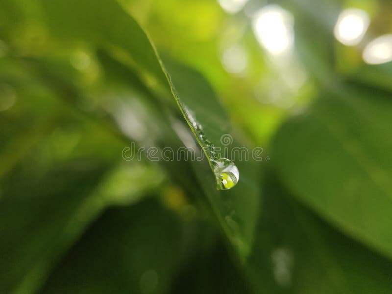 Water Drop Falling from a Leaf. Stock Image - Image of leaf, green ...