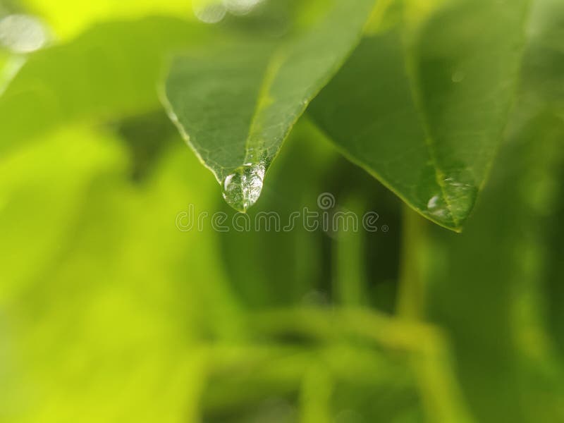 Water Drop Falling from a Leaf. Stock Image - Image of falling, growth ...