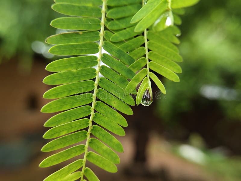Water Drop Falling from a Leaf. Stock Photo - Image of droplets ...