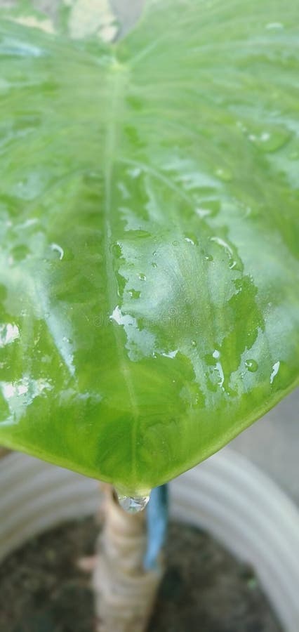 Water Drop Falling from Leaves in Pot Stock Image - Image of water ...