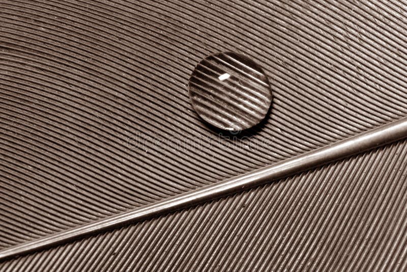 Water Drop on Feather Detail Pattern Stock Photo - Image of closeup ...