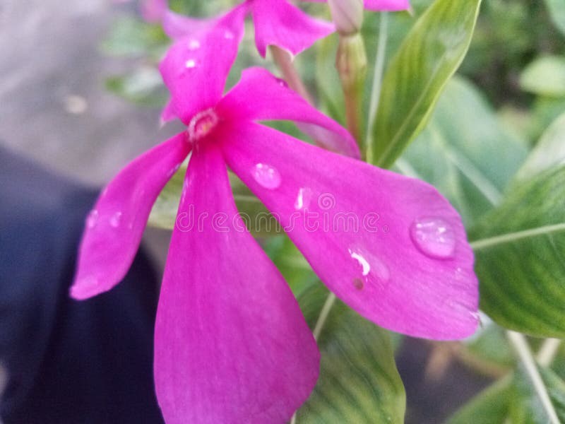 Water drop stock image. Image of plant, flora, drop, water - 75259787