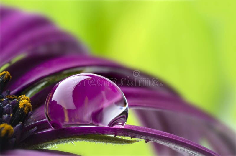 Water Drop on a Flower - Macro Stock Image - Image of drop, nature ...