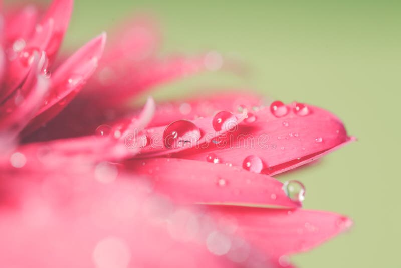 Water drop on flower stock photo. Image of drop, blossom - 29245544