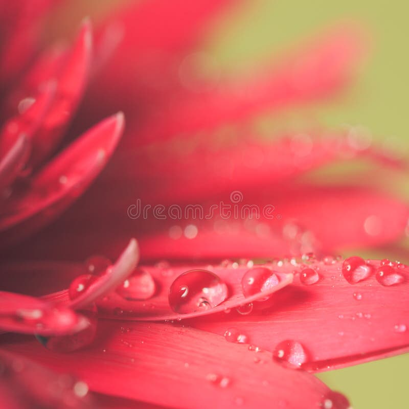 Water drop on flower stock photo. Image of drop, blossom - 29245544