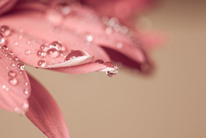 Water drop on flower stock image. Image of celebration - 54881475