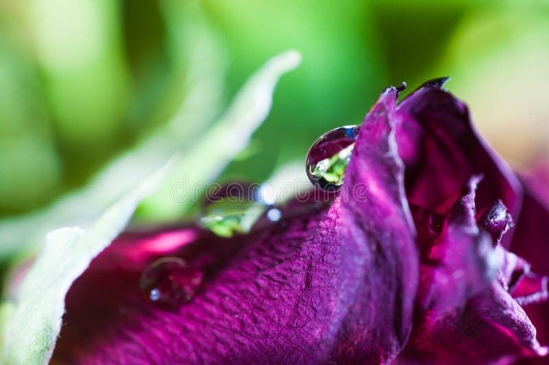 Water Drop in Focus on Dead Dryed Red Rose Stock Image - Image of dryed ...